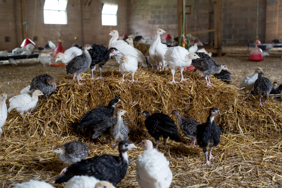 WHITE OR BRONZE? - Pale Farm